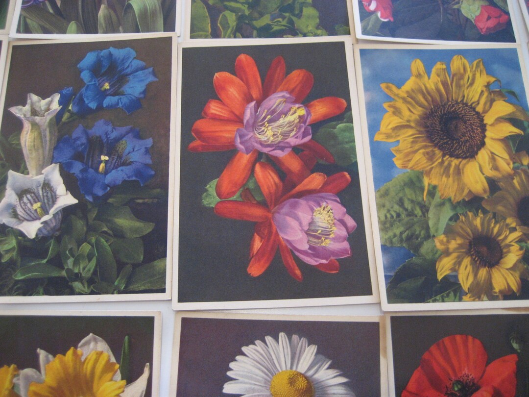 15 Vintage Flower Postcards, 1940's Color Photos by Thoreoger and ...