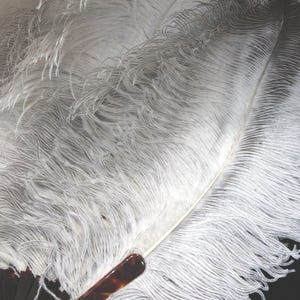 Antique Female Ostrich Feather Fan, Tortoiseshell Burlesque Folding Fan ...