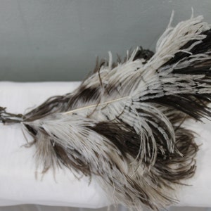 Late Victorian or Edwardian Female Ostrich Feather Hair Small Feather ...