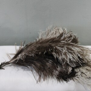 Late Victorian or Edwardian Female Ostrich Feather Hair Small Feather ...
