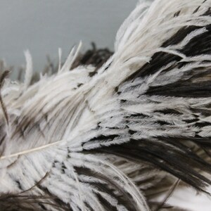 Late Victorian or Edwardian Female Ostrich Feather Hair Small Feather ...