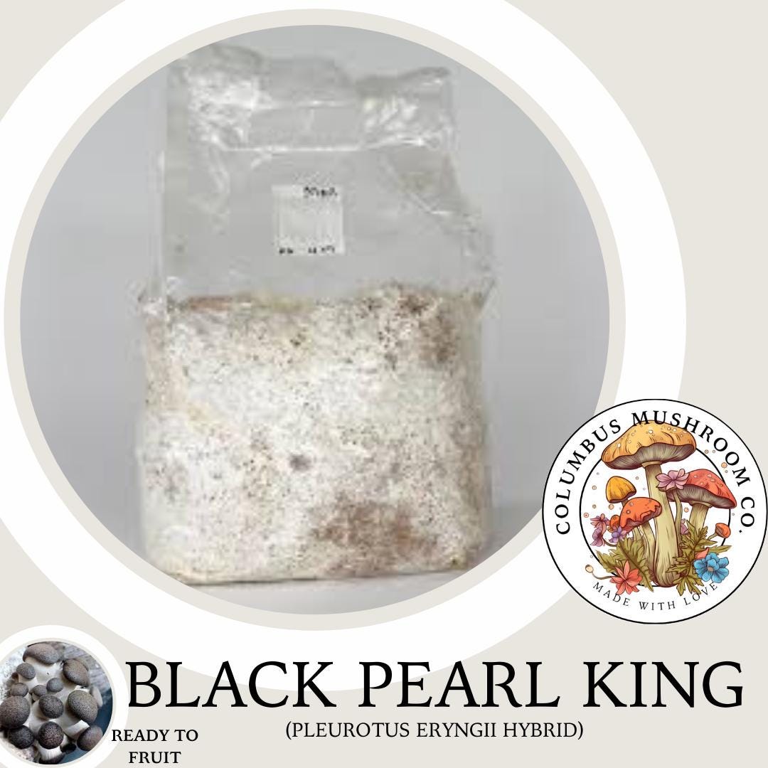 Black Pearl King Oyster Mushroom Fruiting Block - Etsy