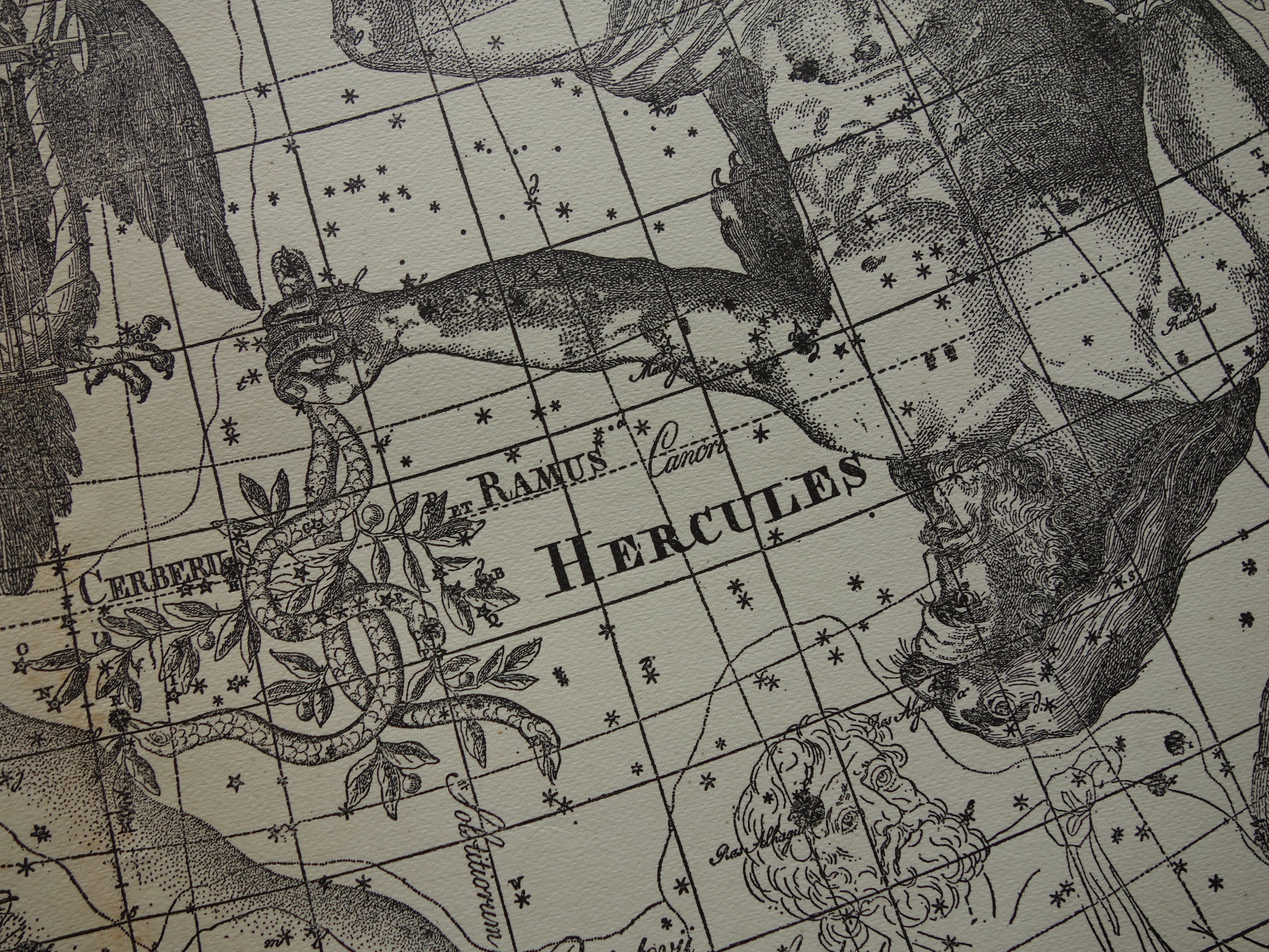 Old Star Chart Dutch Vintage Astronomy Map of Swan Cygnus Milky Way ...