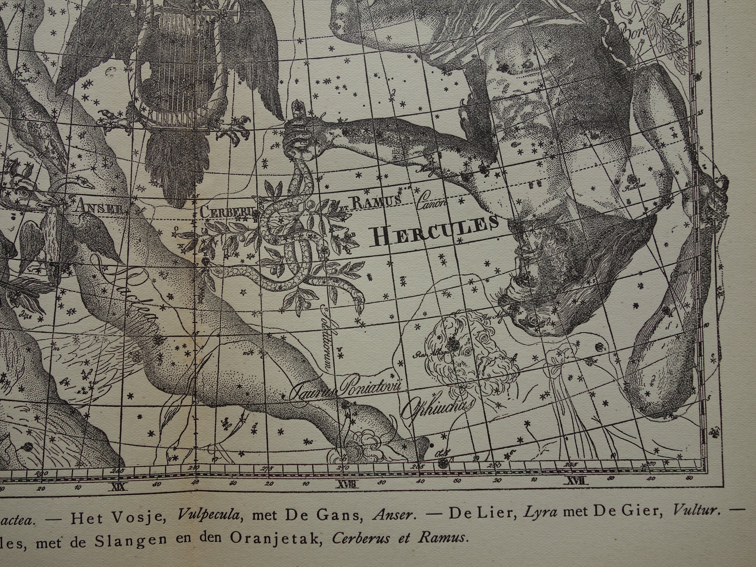 Old Star Chart Dutch Vintage Astronomy Map of Swan Cygnus Milky Way ...