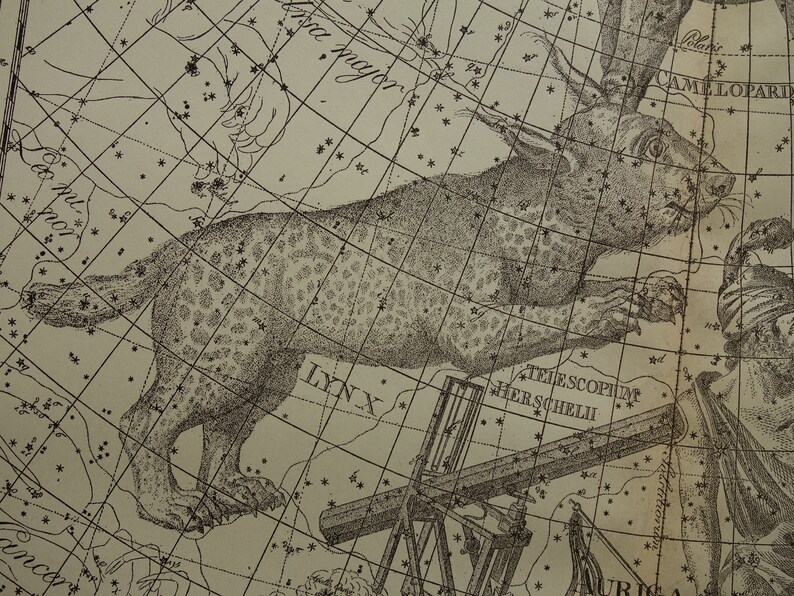 Old Star Chart Dutch Vintage Astrology Map of Lynx Auriga - Etsy