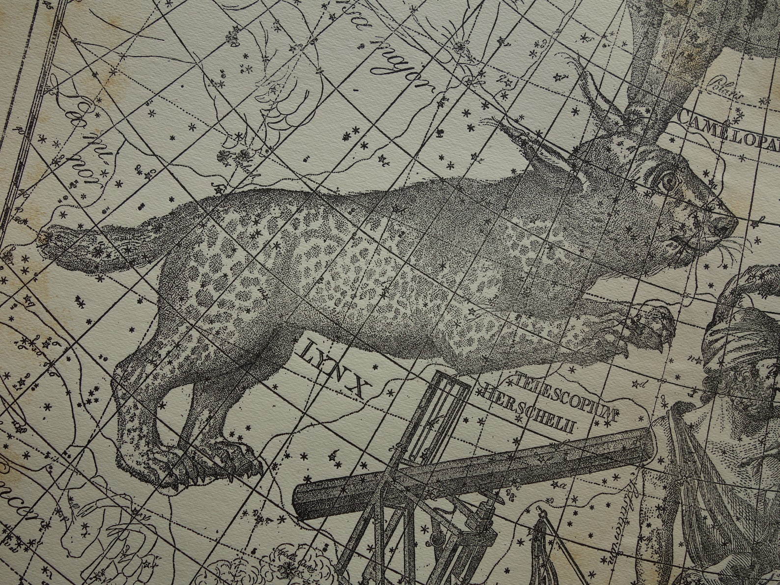 Old Star Chart Dutch Vintage Astrology Map of Lynx Auriga | Etsy