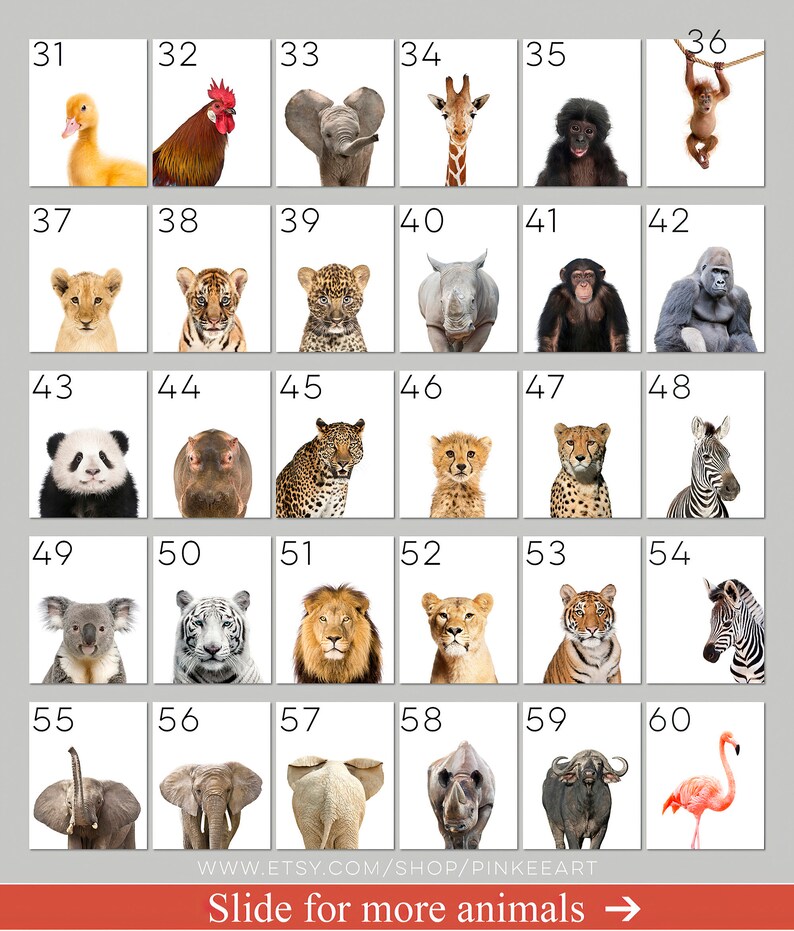 Baby Animal Prints Bubblegum Set of 6 Animal Wall Art for | Etsy