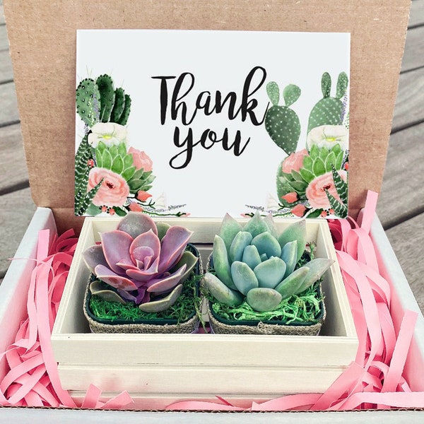 Succulent Box - Etsy