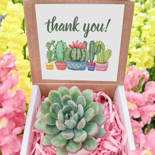 Succulent Gift Box Thank You Succulent Gift Box - Etsy