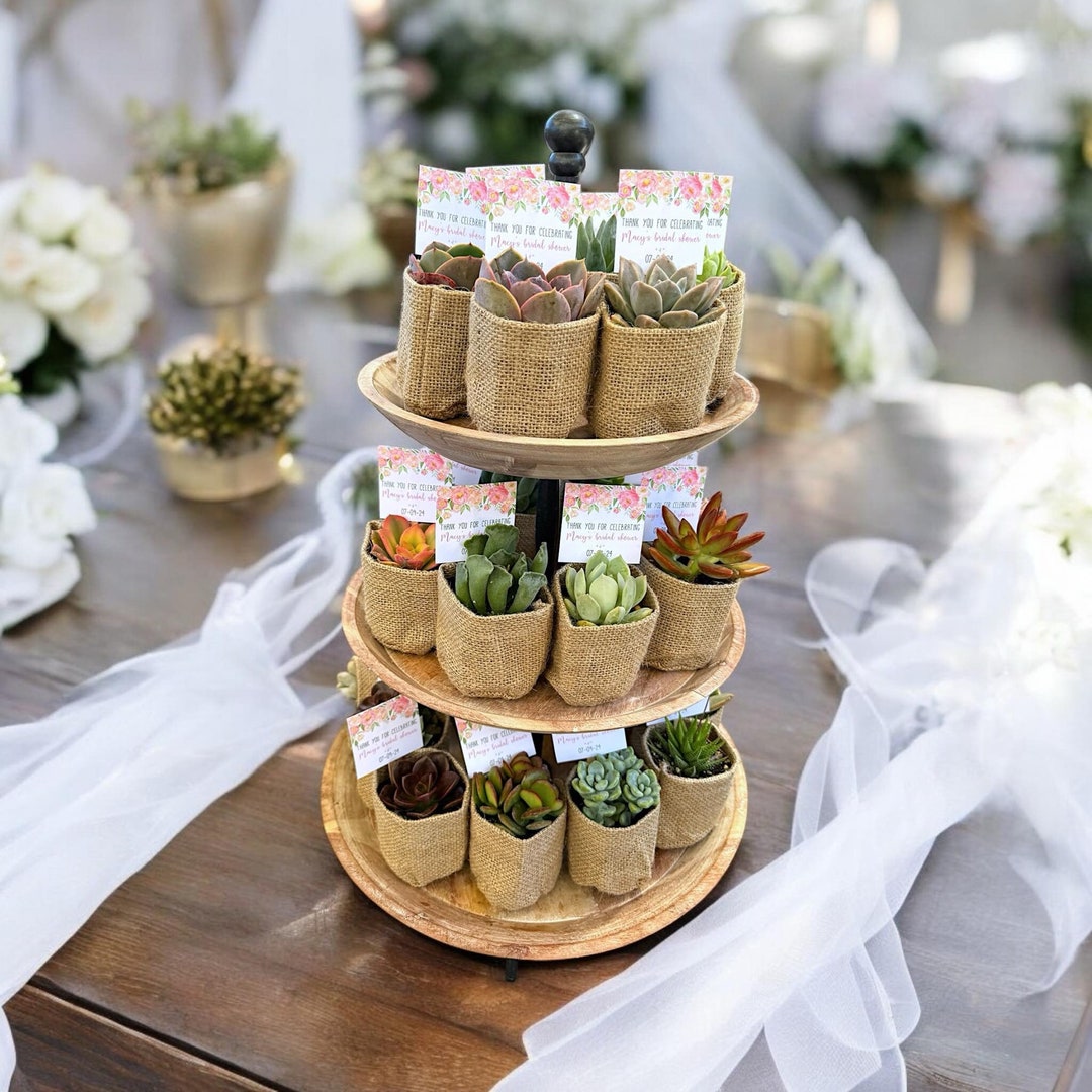 Set of 15 Pack Live Succulent & Mini Metal Buckets--wedding Party Favor ...
