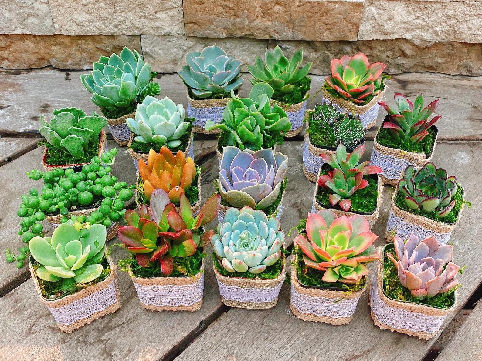 Wedding Succulent Party Favors Gift With Burlap Rustic Set of - Etsy