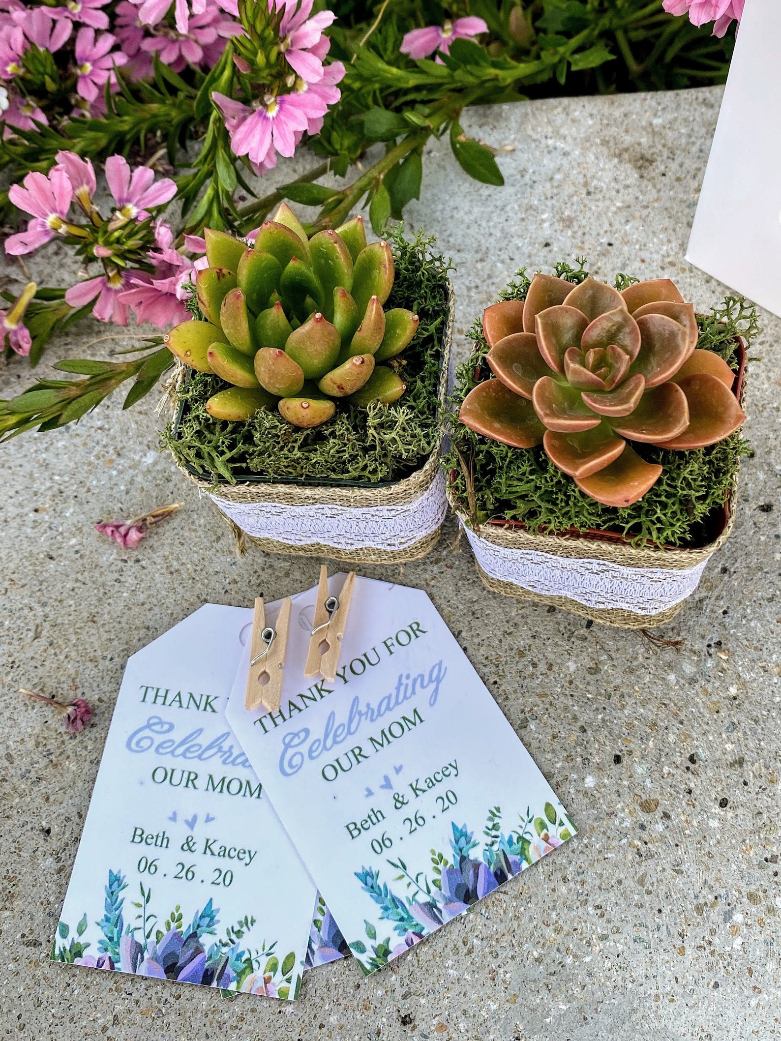 Bridal Shower Succulent Party Favors Gifts Set of 25 - Etsy