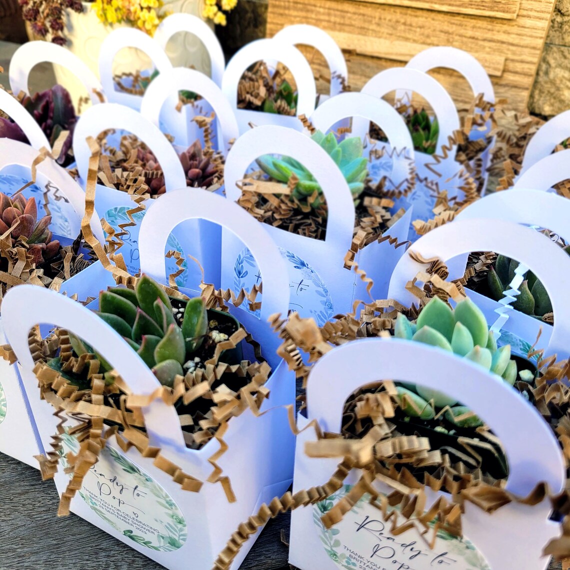 Succulent Party Favors Gift, Cactus Party Favor, Wedding Succulent ...
