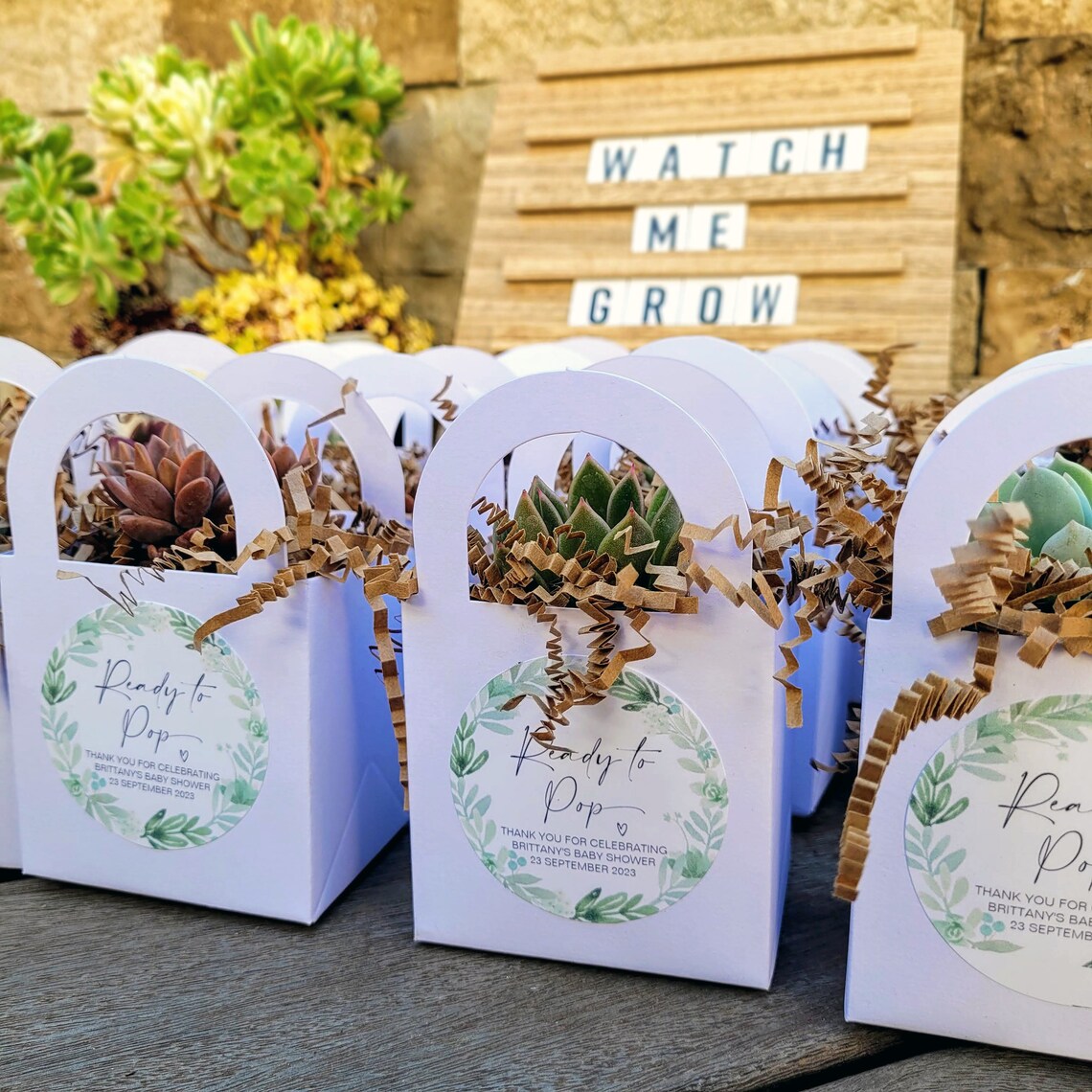 Succulent Party Favors Gift, Cactus Party Favor, Wedding Succulent ...