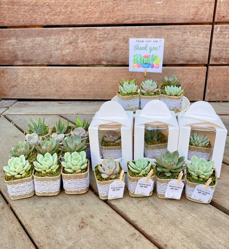 Wedding Succulent Party Favors Gift With Burlap Rustic Set of - Etsy