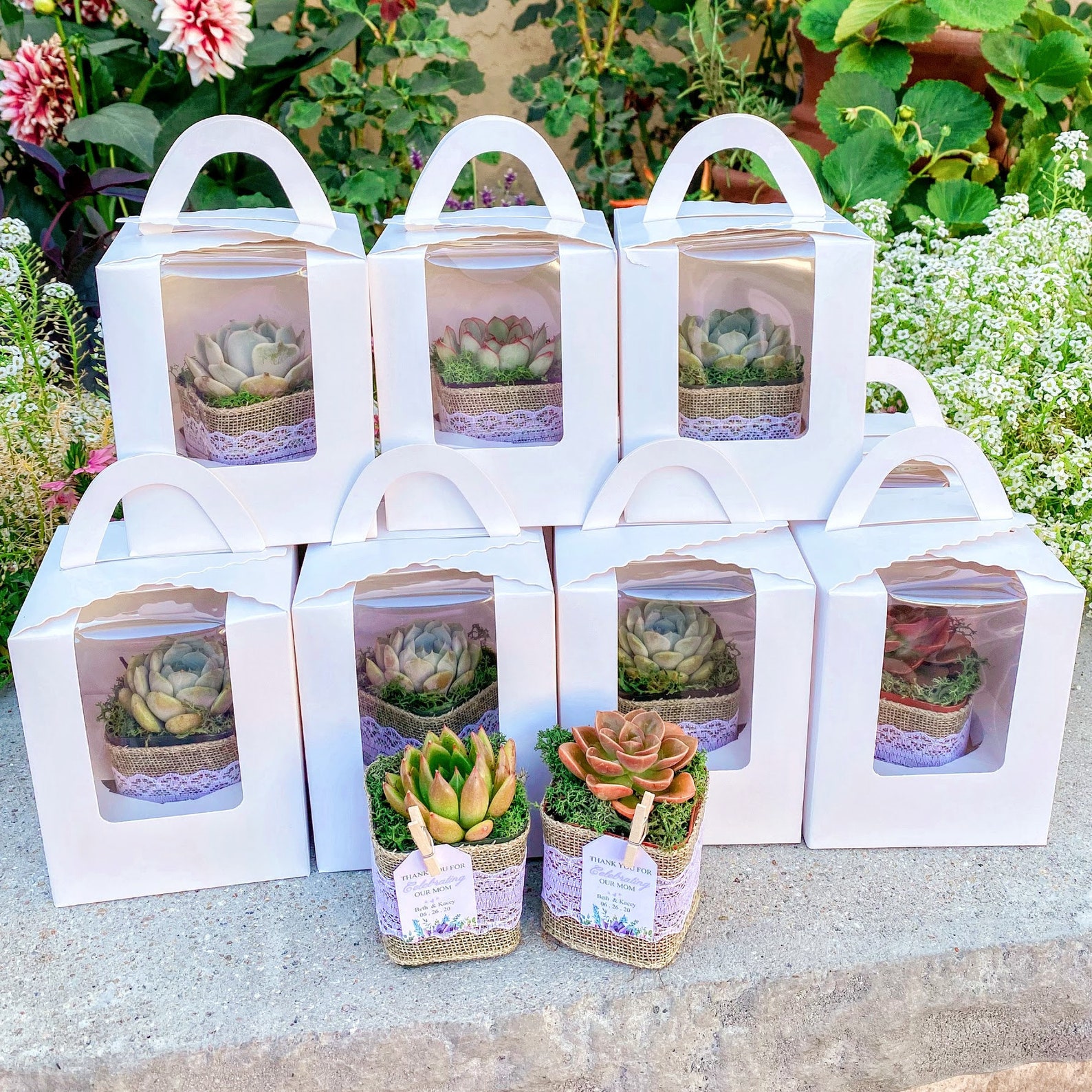 Wedding Succulent Party Favors Gift With Burlap Rustic Set of - Etsy
