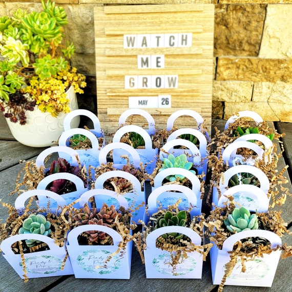 Succulent Party Favors Gift Cactus Party Favor Wedding - Etsy