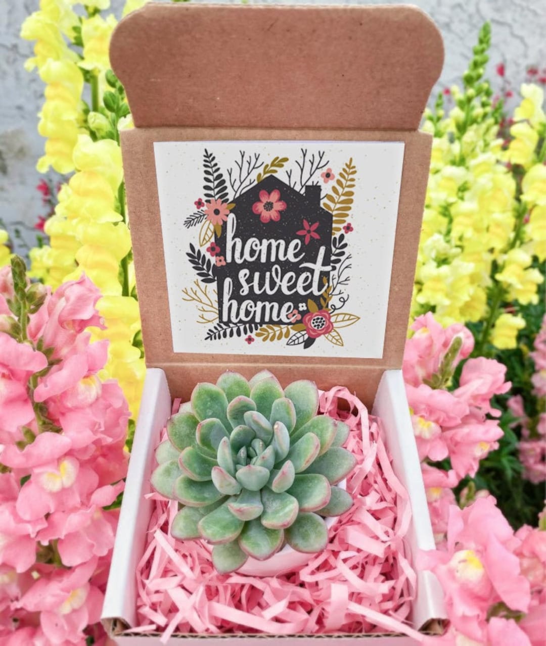 New Home Gift Box, Live Succulent Gift, Housewarming Gift, First Home ...