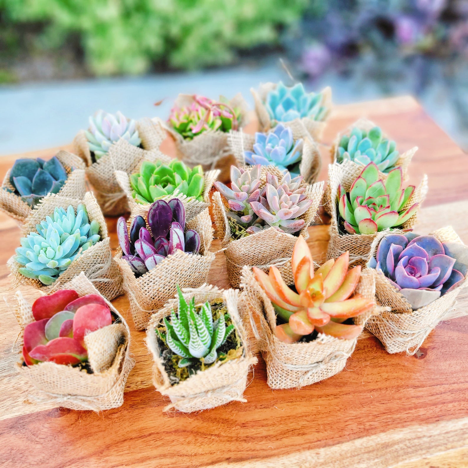 Succulent Party Favors Succulent Favors Bridal Shower Party - Etsy