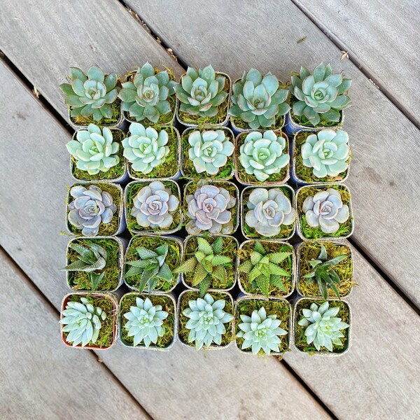 Succulent Party Favors - Etsy