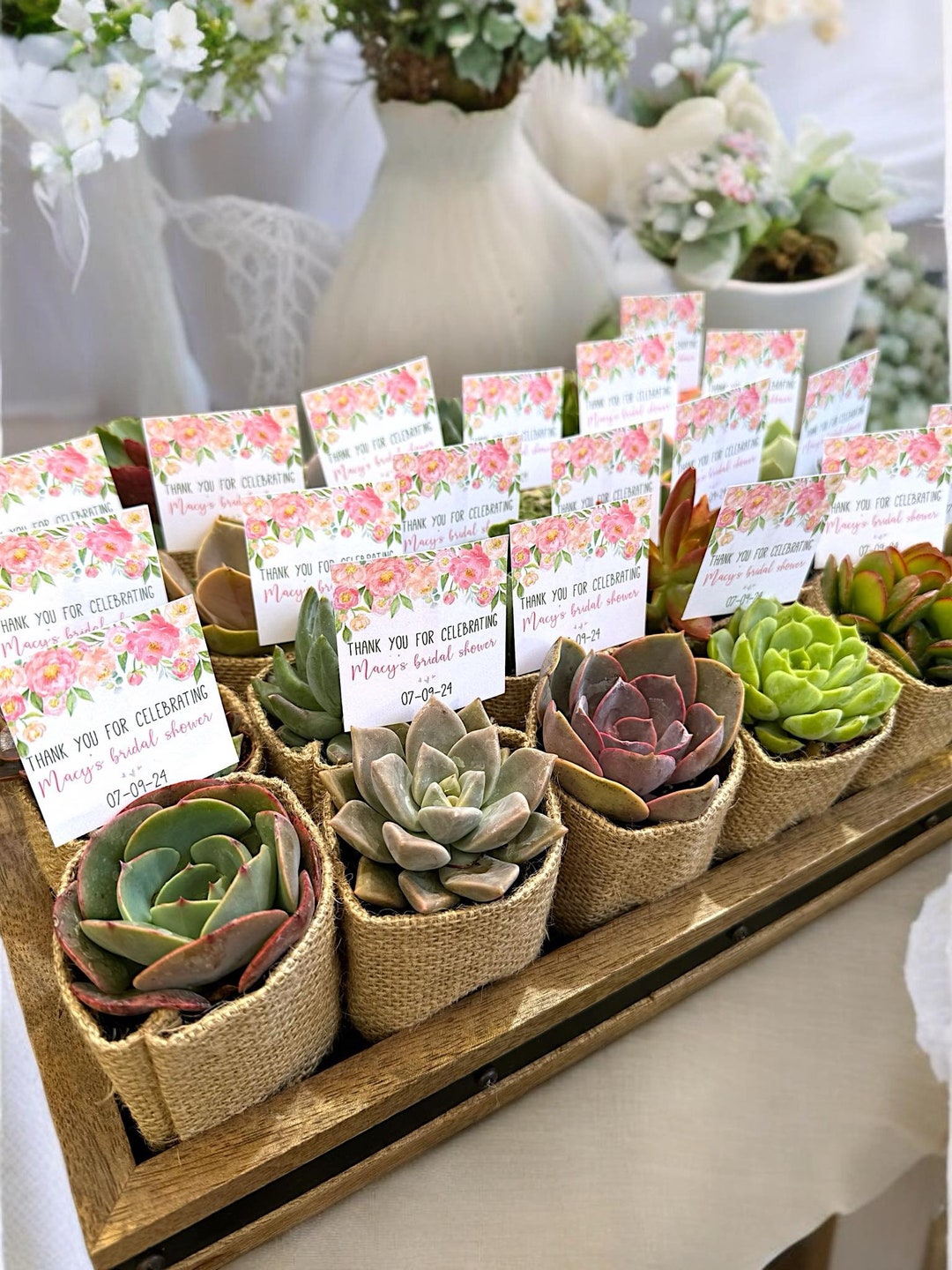 Set of 25 Succulent Party Favors, Bridal Shower Party Favor, Baby ...