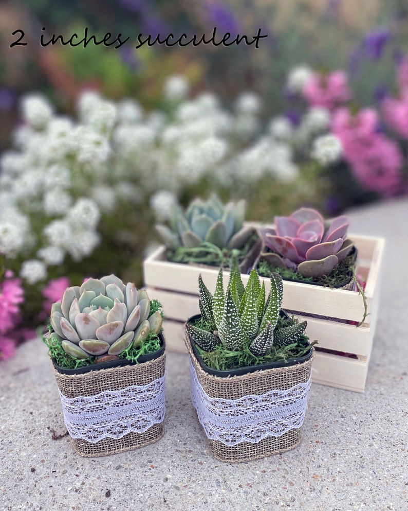 The Loss is Immeasurable - Succulent and Candle Gift Box - Grief Gift ...