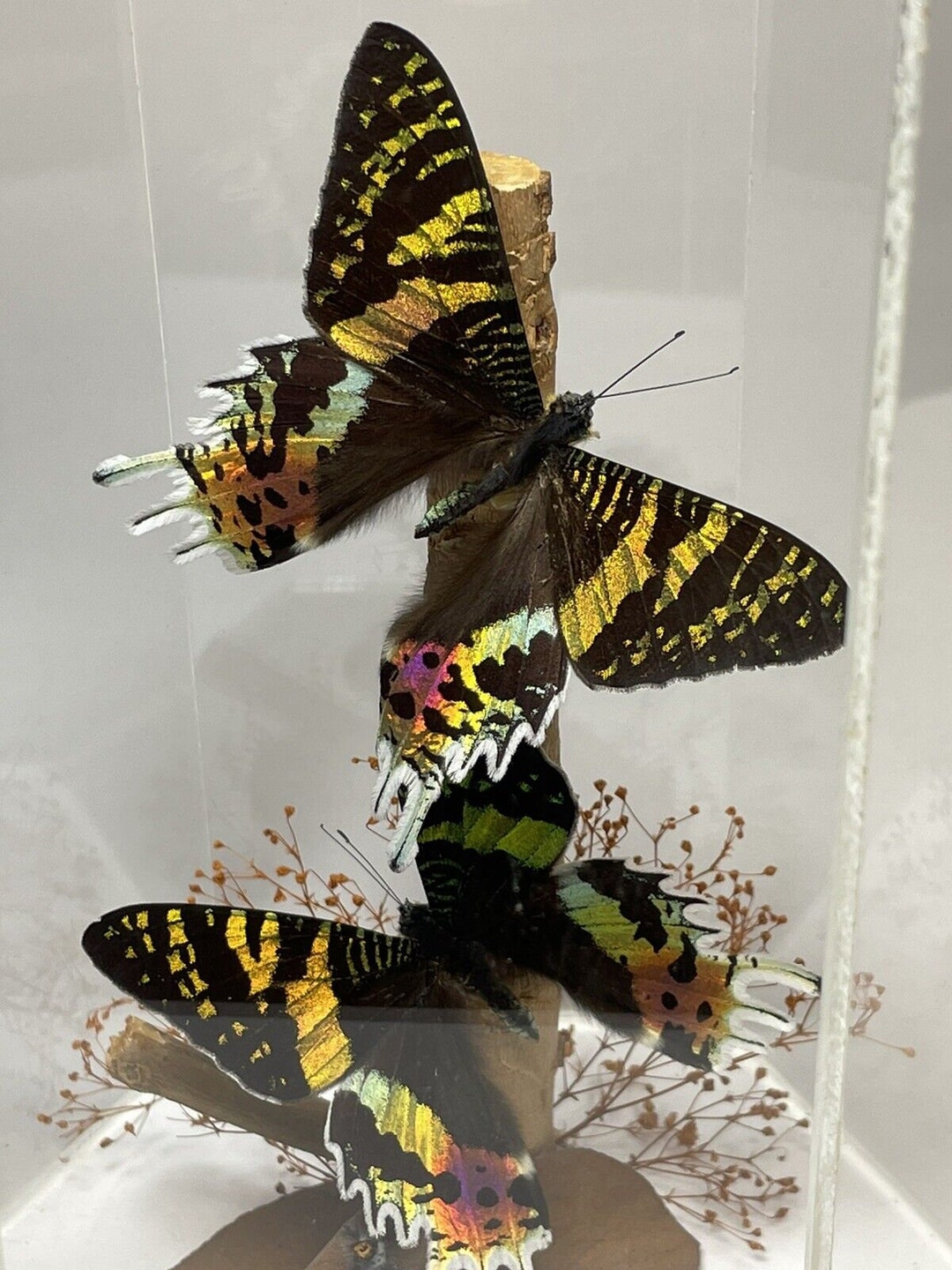 Madagascan Sunset Moth Two Specimens Terrarium Display Plexiglass 8 - Etsy
