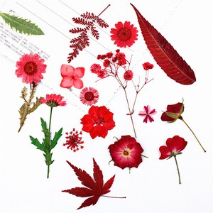 Dried Pressed Flowers Natural Flowers Red Flowers Specimens - Etsy