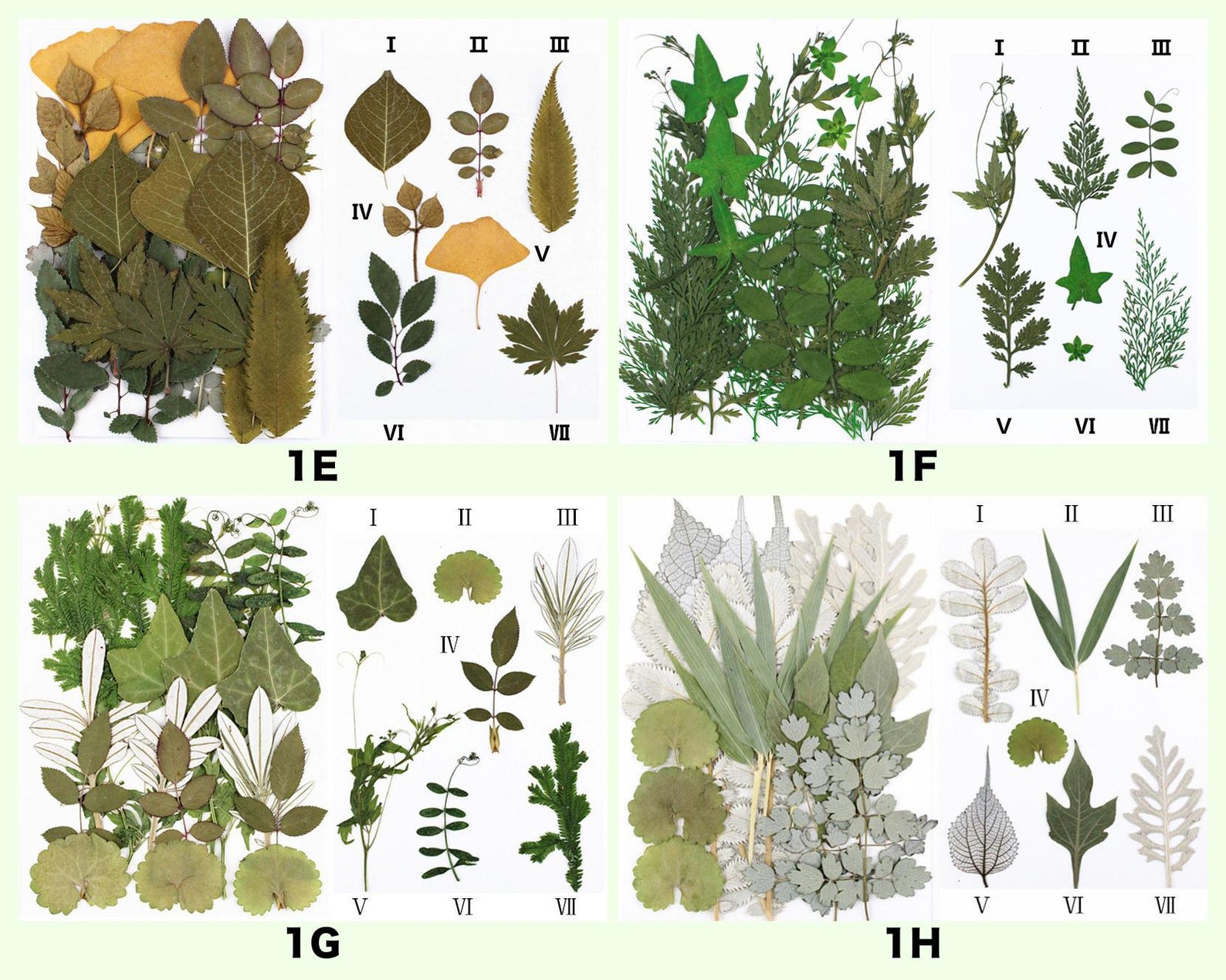 Assorted Green Pressed Leaves Collection, Real Dried Leaf Botanical ...
