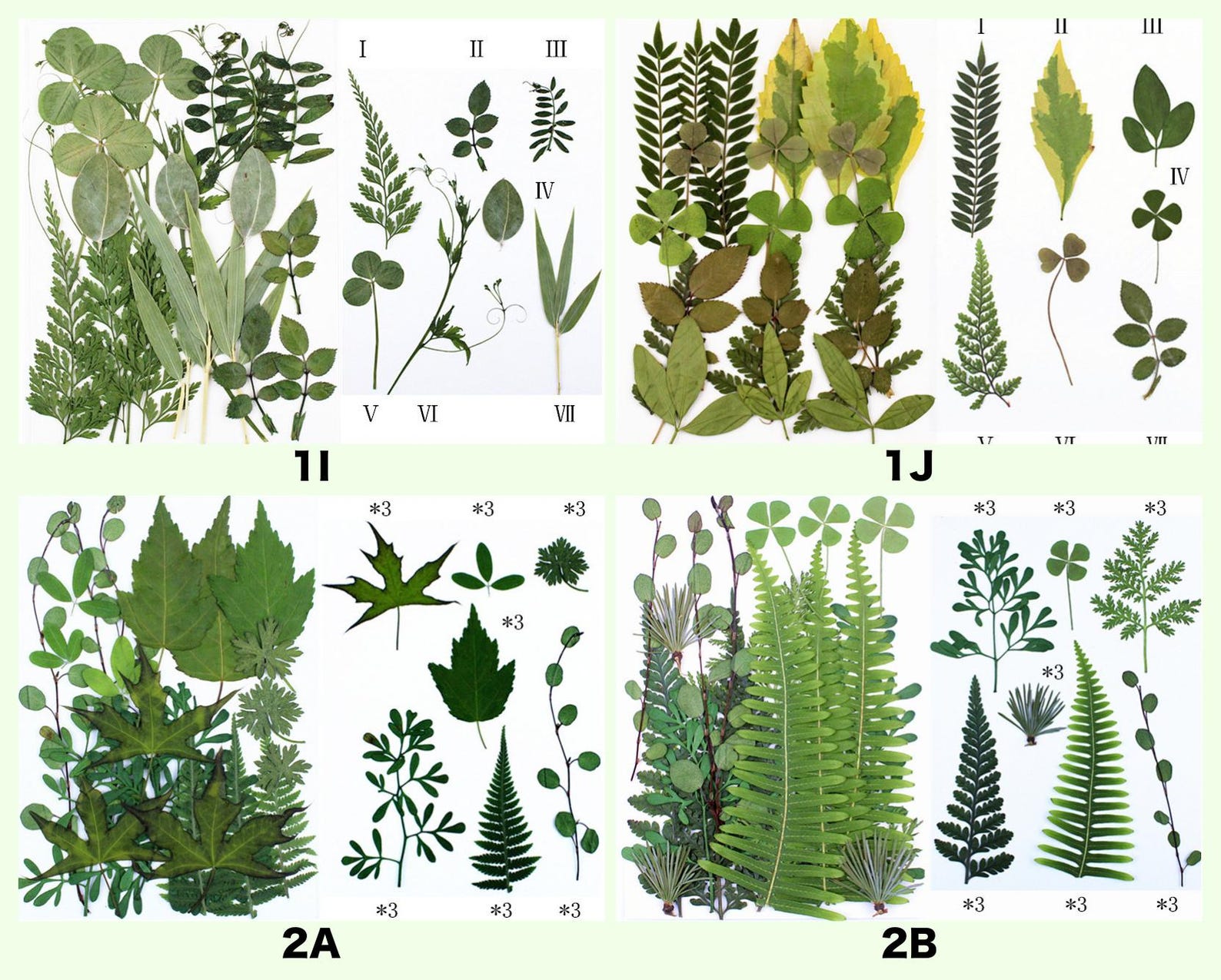 Assorted Green Pressed Leaves Collection, Real Dried Leaf Botanical ...