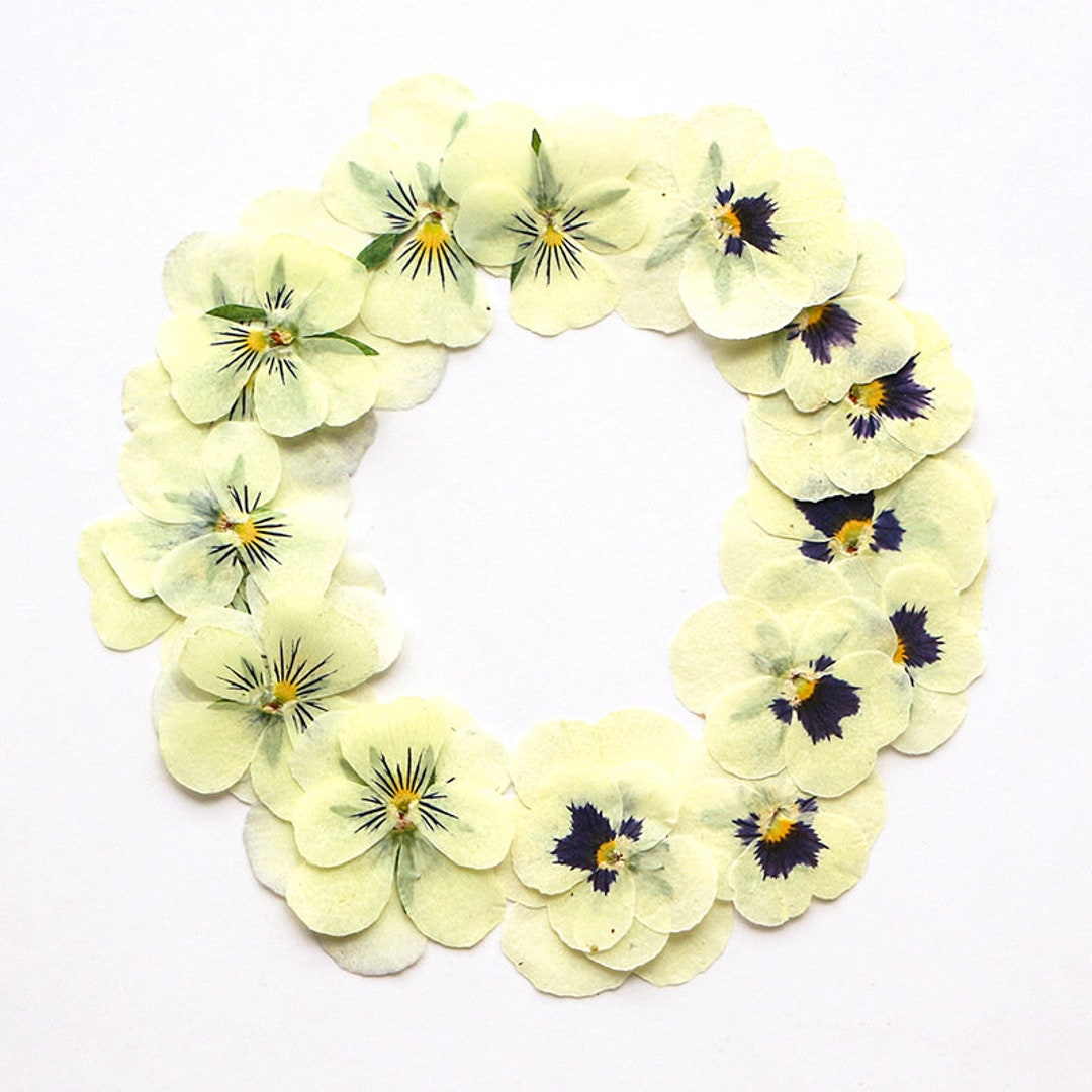 12pcs/pack Dried Violets, Pressed African Violets, Dried Flowers for ...