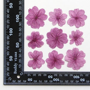 12pcs/pack Cherry Blossom Pressed Dried Flowers, Real Pressed Sakura ...
