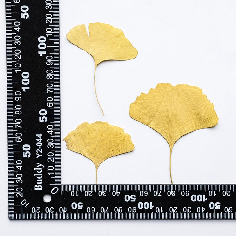 10pcs/pack Natural Dried Ginkgo Biloba Leaf Real Pressed Specimens ...