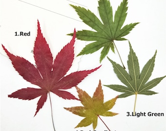 Natural Dried Flowers Pressed Leaves Specimens DIY Herbarium | Etsy