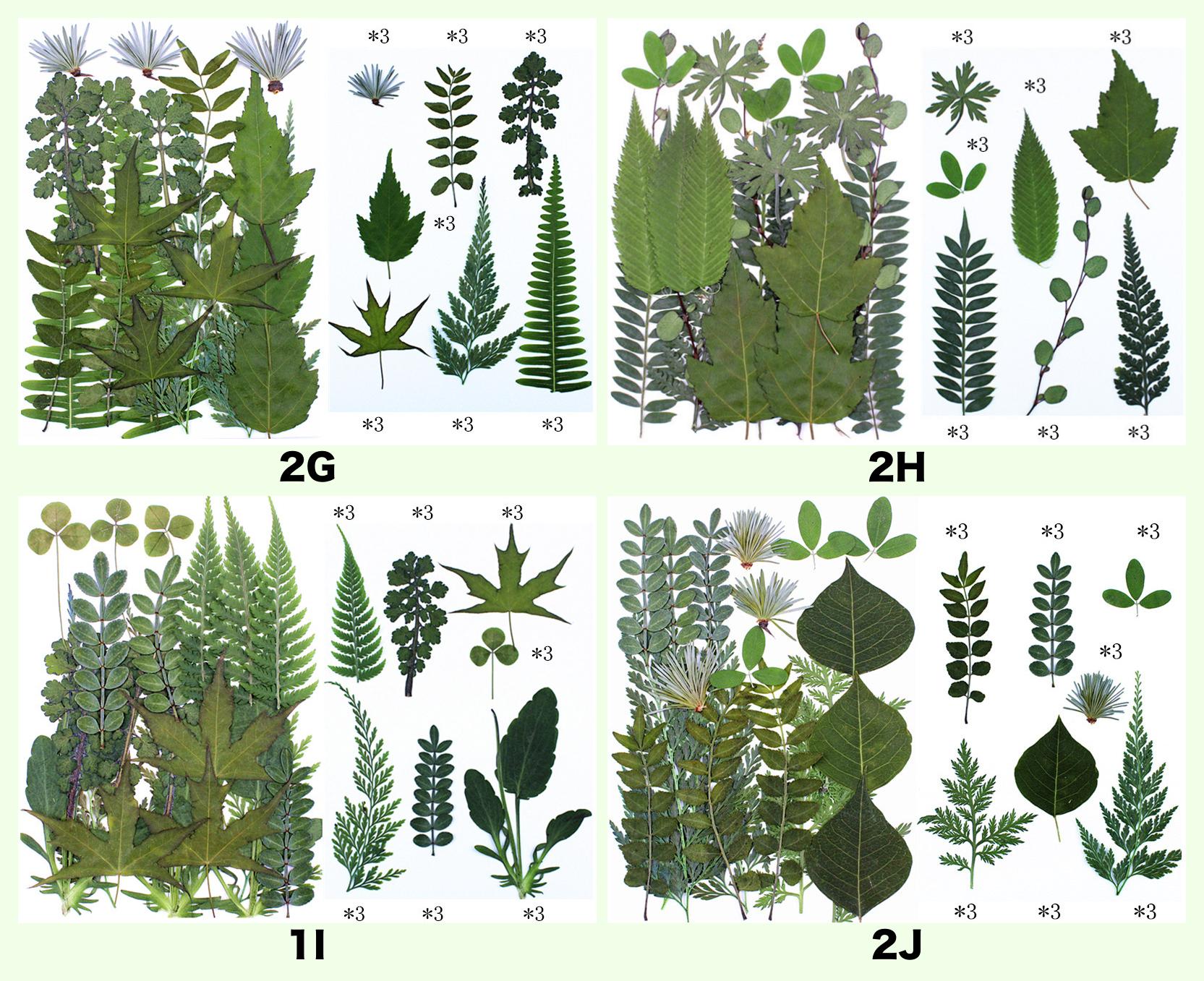 Assorted Green Pressed Leaves Collection, Real Dried Leaf Botanical ...