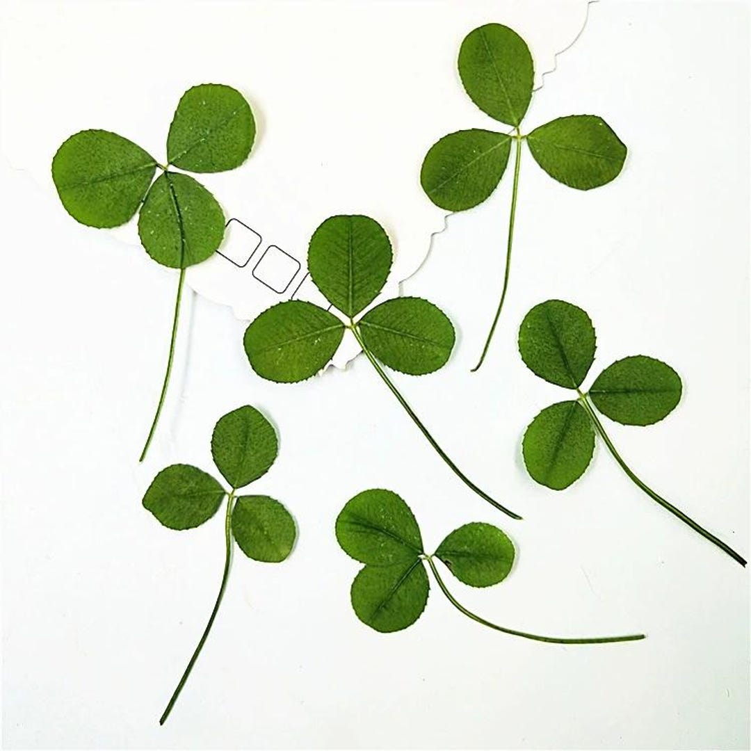 12pcs/pack Real Pressed Three Leaf Clover, Dried Leaves for Lucky ...