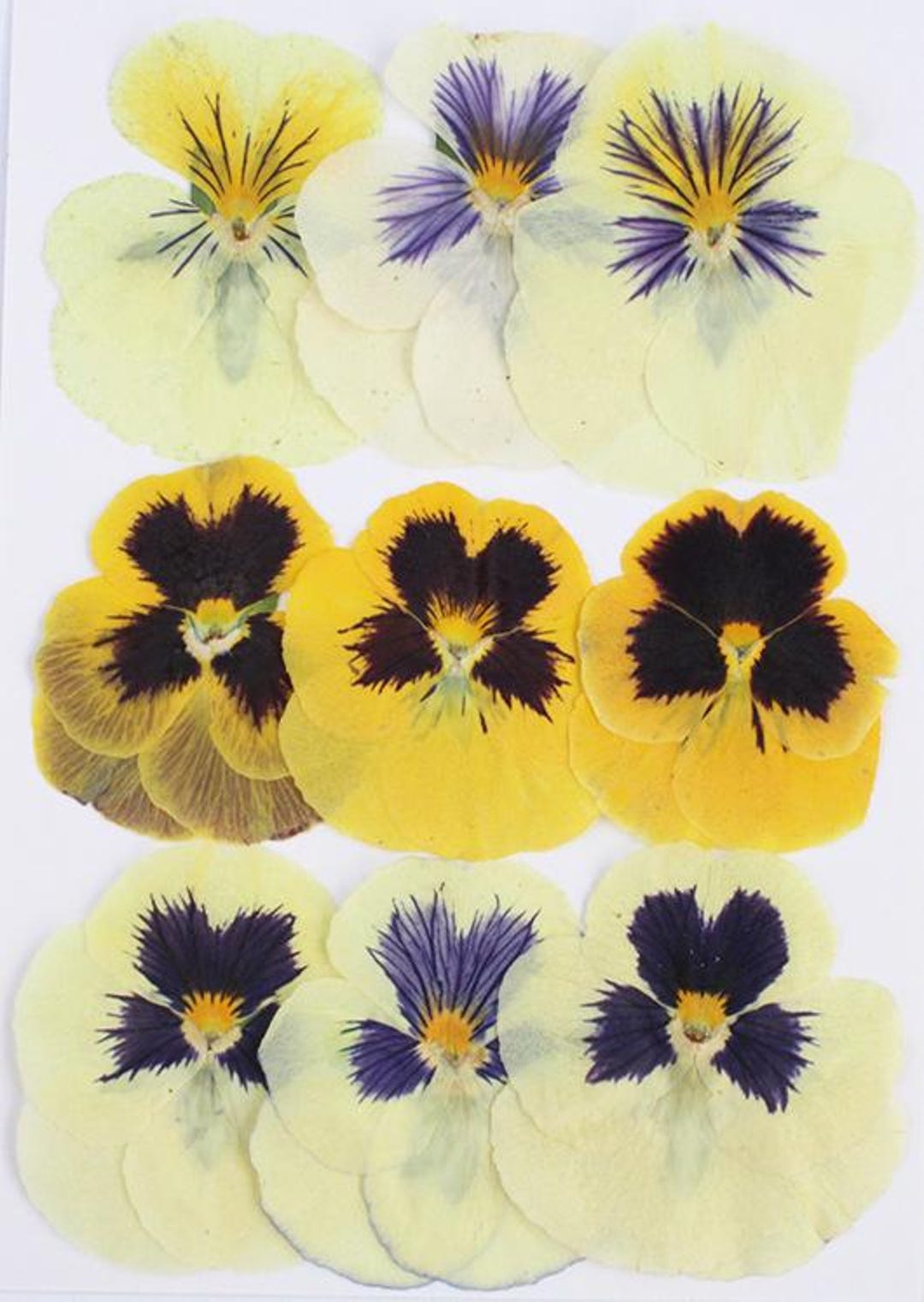9pcs/pack Assorted Large Dried Wild Pansy, Natural Pressed Viola ...