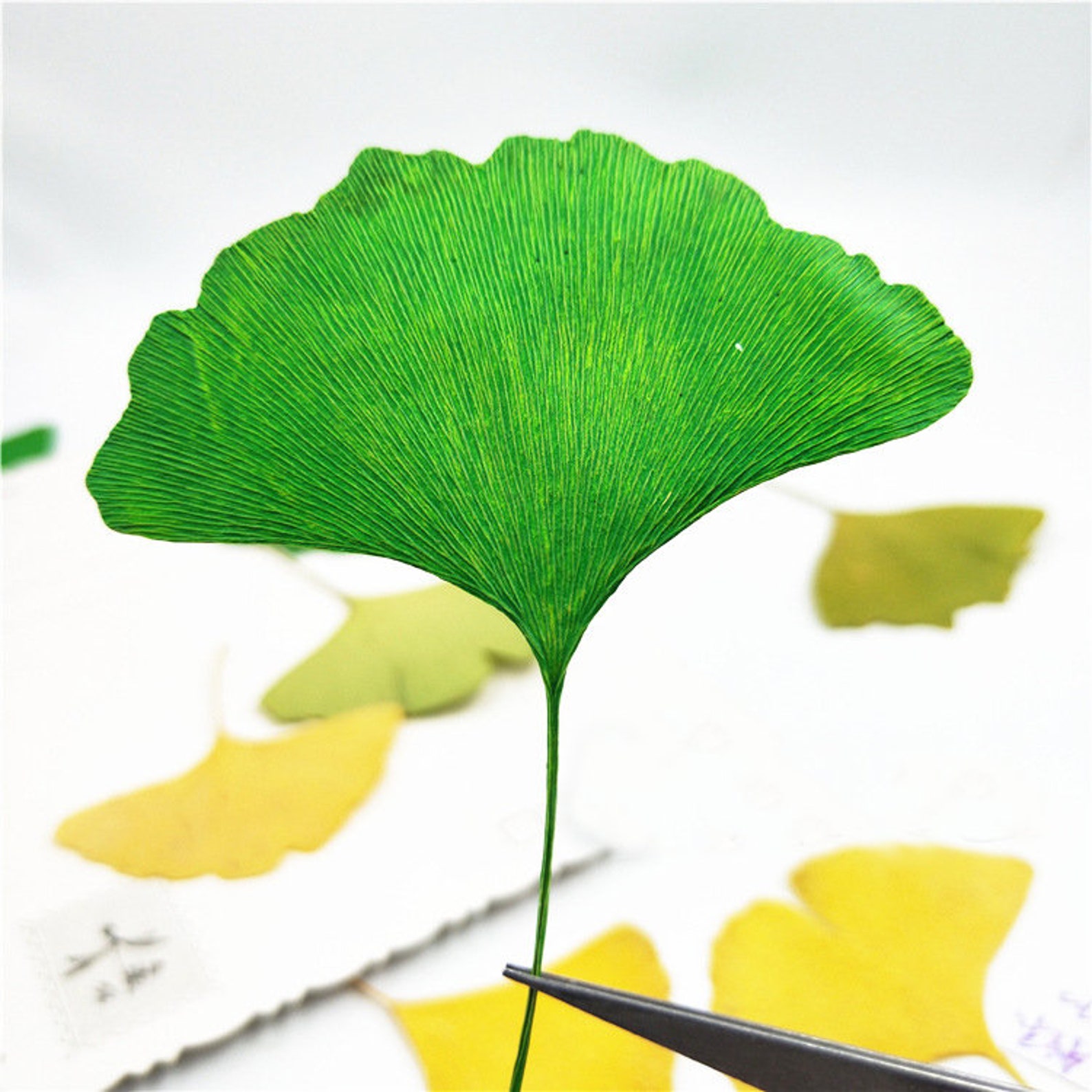 10pcs/pack Natural Dried Ginkgo Biloba Leaf Real Pressed Specimens ...