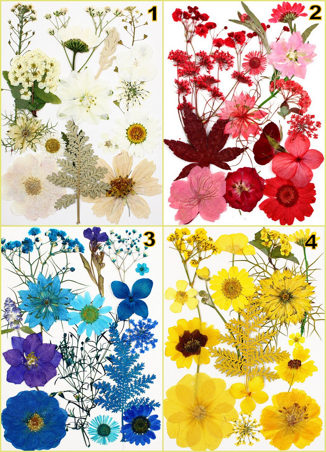 Assorted Natural Dried Flowers Pressed Leaves Specimens DIY Herbarium ...