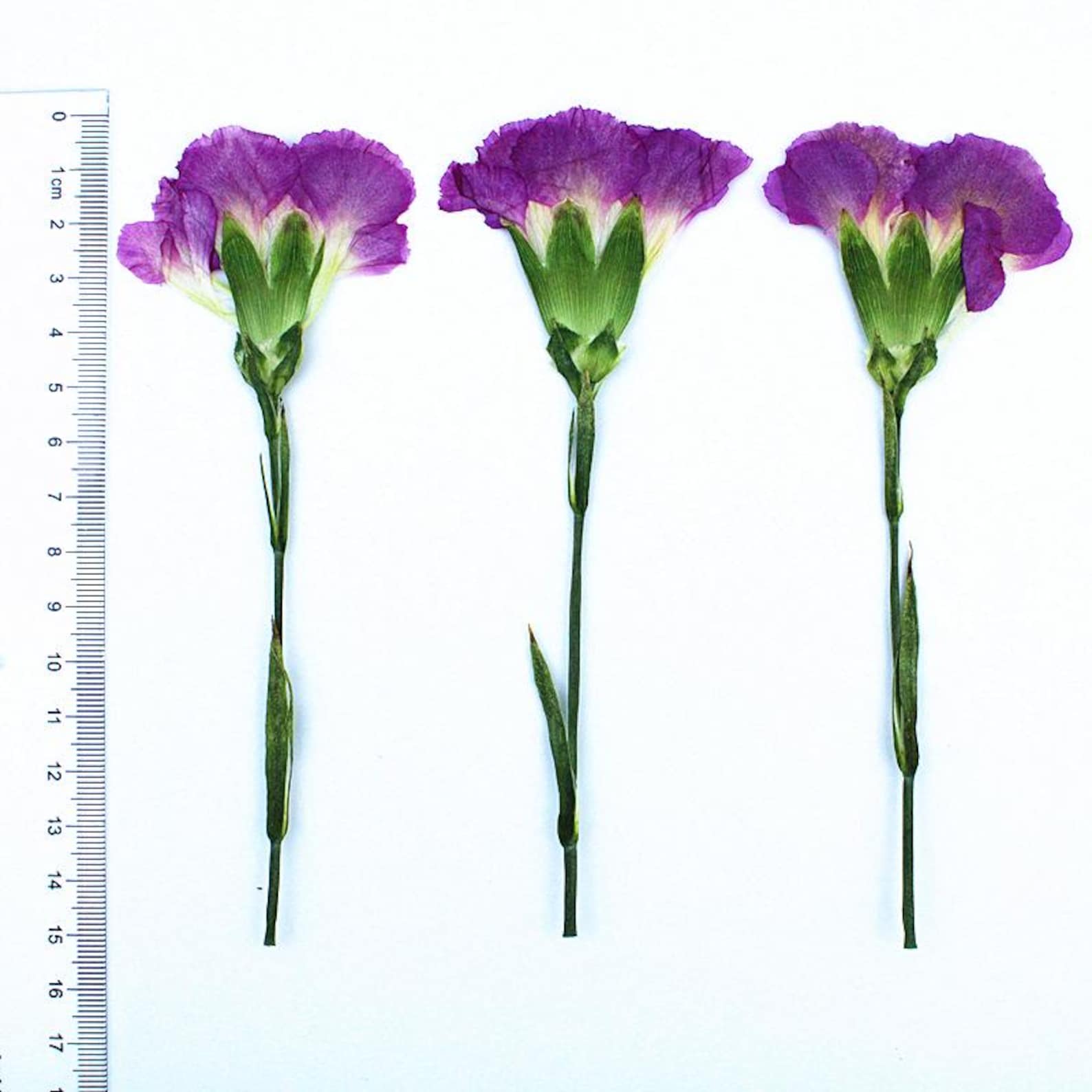 12pcs/pack Side Pressed Carnation Flowers With Stem, Dried Flower ...
