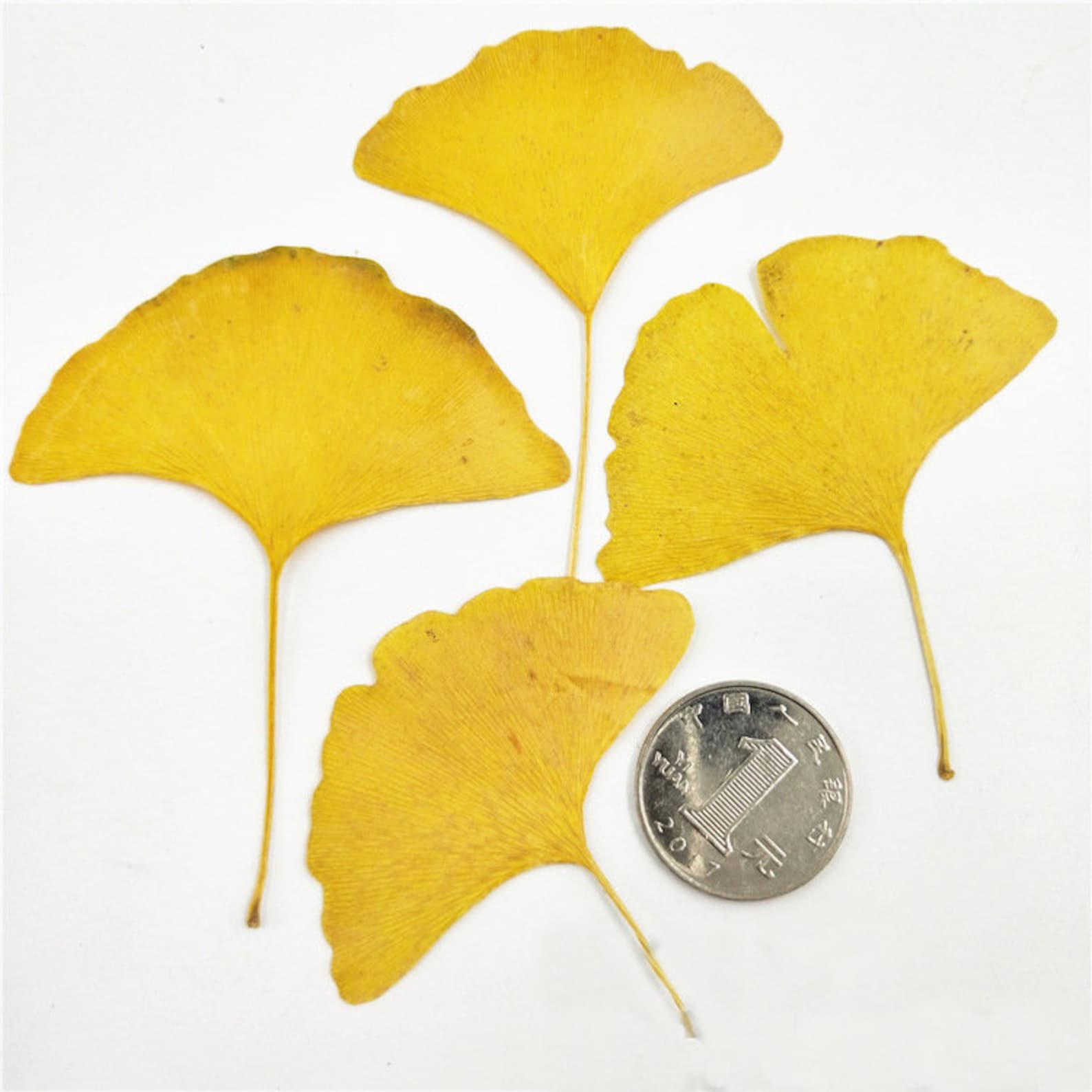 10pcs/pack Natural Dried Ginkgo Biloba Leaf Real Pressed Specimens ...