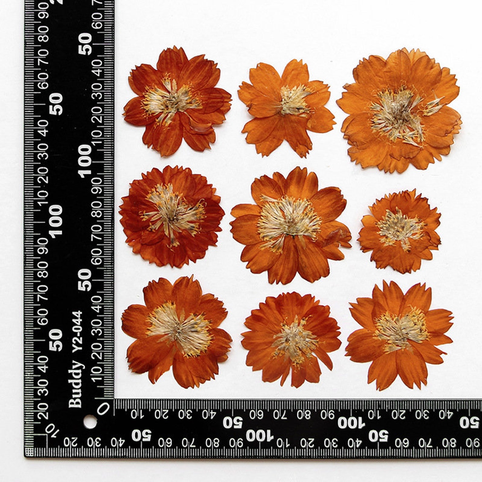 12pcs/pack Dried Yellow Cosmos Flowers, Pressed Flowers, Sulphureus ...