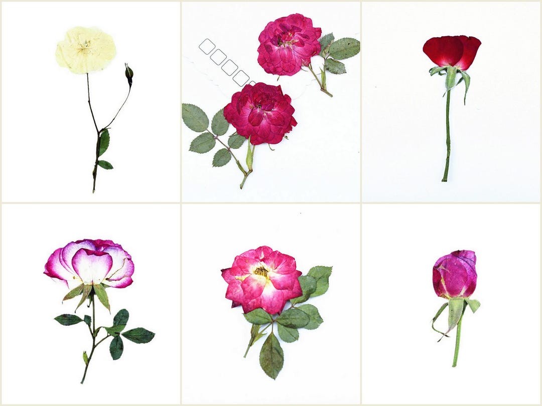 12pcs/pack Pressed Rose Flowers/bud With Stem, Natural White/red/pink ...