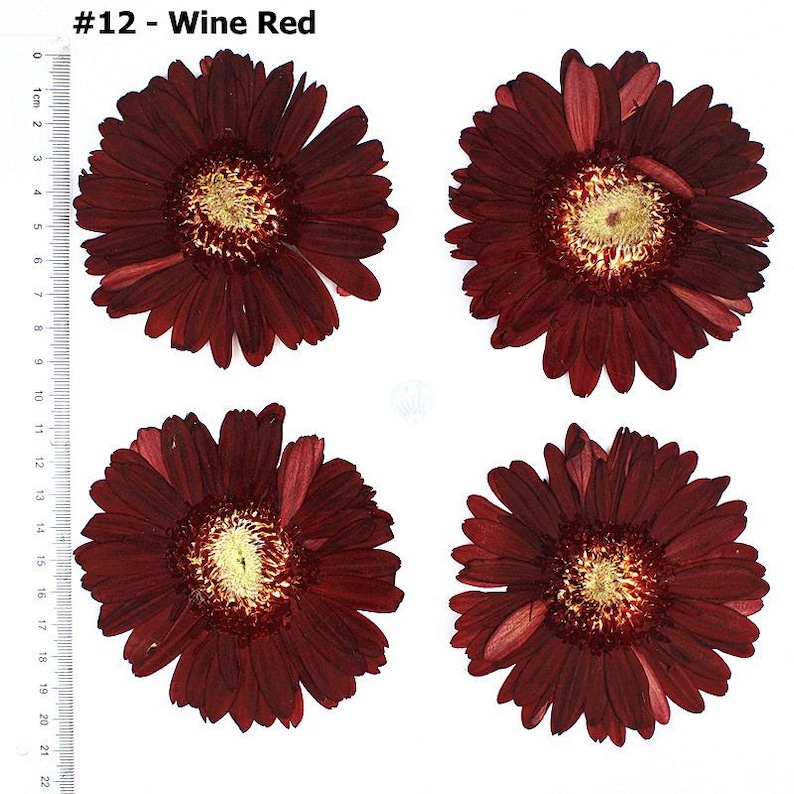 3pcs/pack 8-12cm Giant Pressed Gerbera Daisy, Natural Real Dried ...