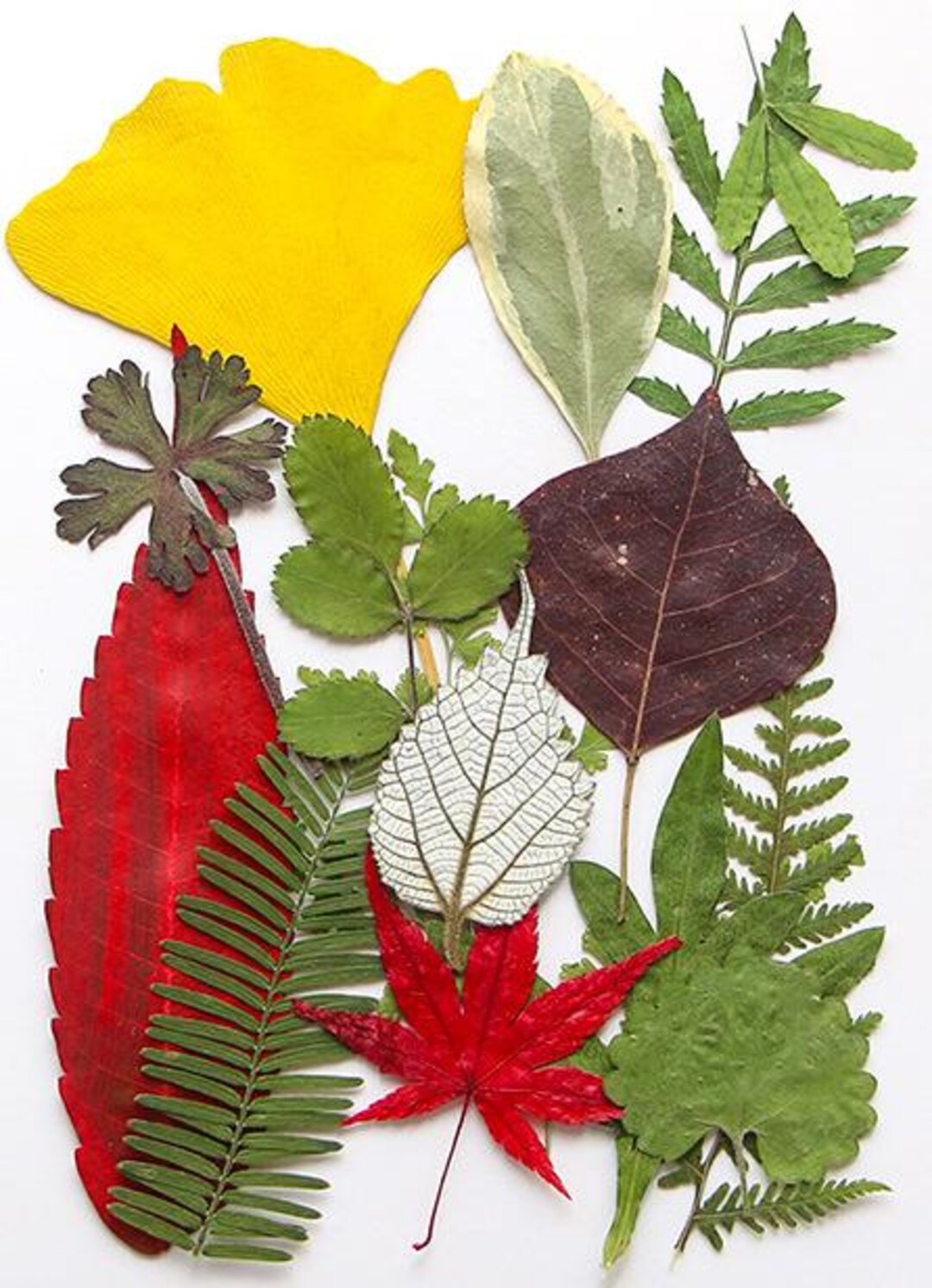 Pressed Leaves, Natural Dried Leaves, DIY Plant Specimens, Real Leaves ...