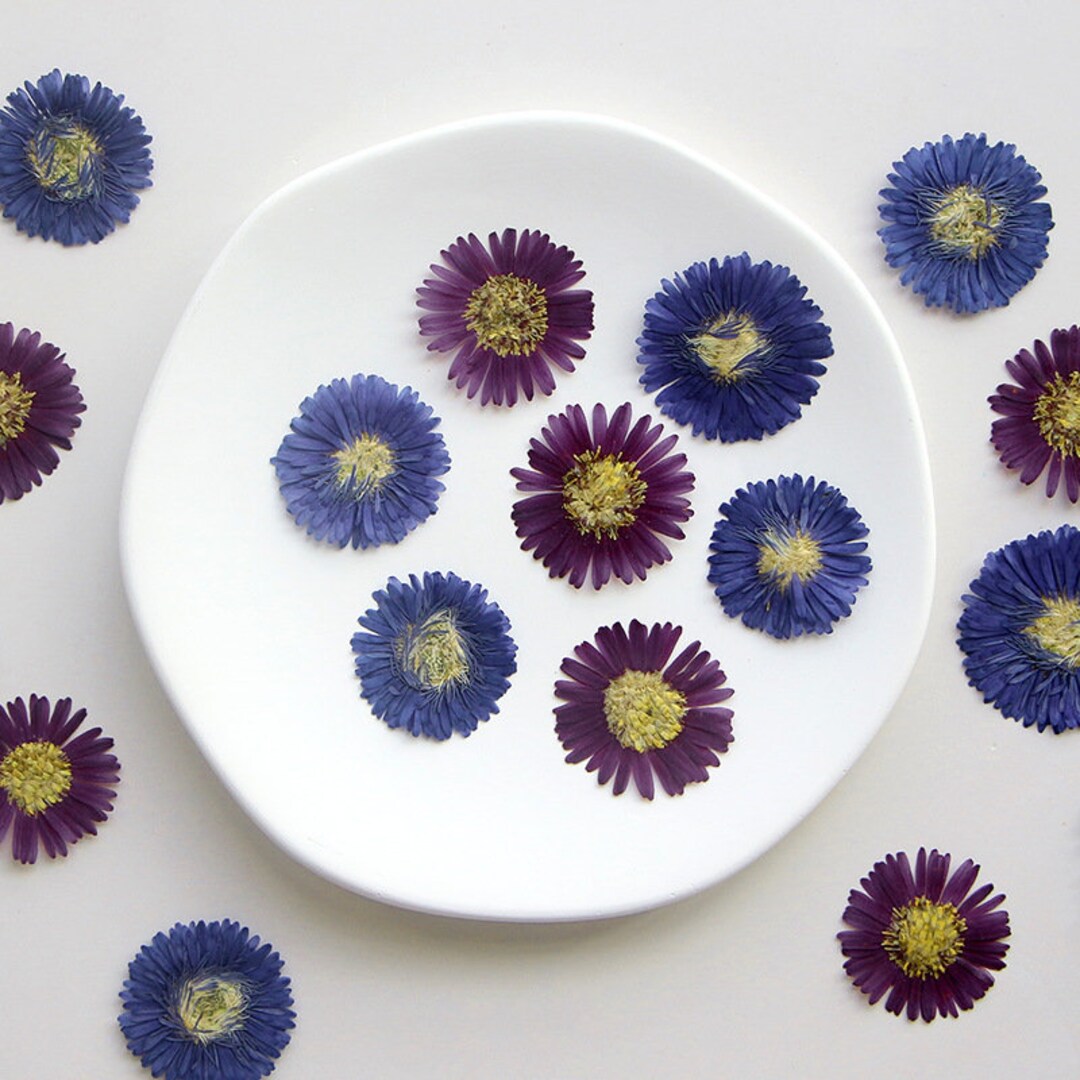 12pcs/pack Blue Pressed Flowers, Dried New York Aster, Preserved ...