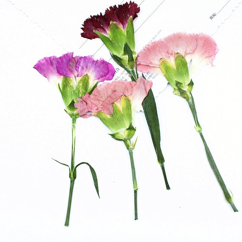 12pcs/pack Side Pressed Carnation Flowers With Stem, Dried Flower ...