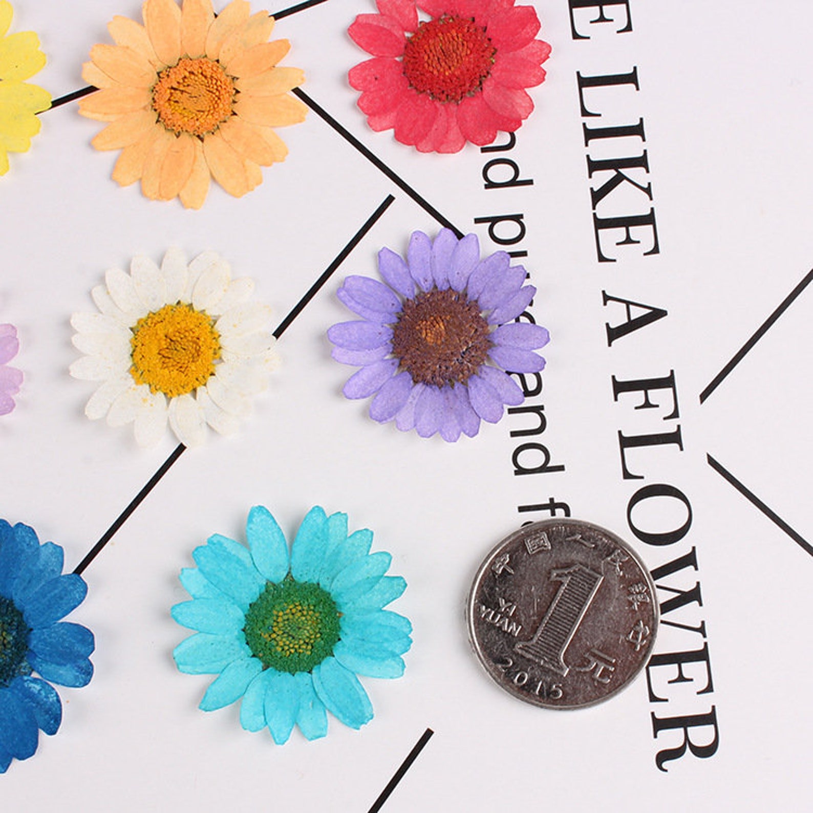 12pcs/pack Pressed Daisy Flowers Real Dried Flowers Natural - Etsy