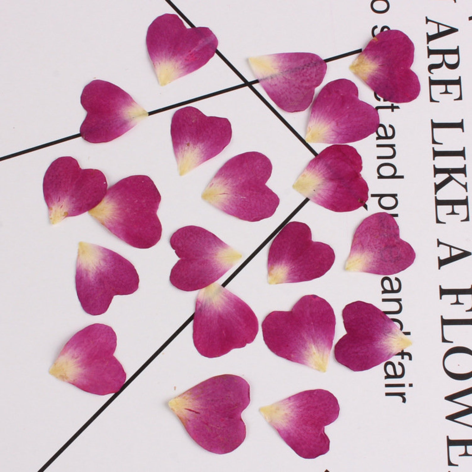 Mini Dried Flowers Pressed Rose Petal Leaf for Handmade | Etsy