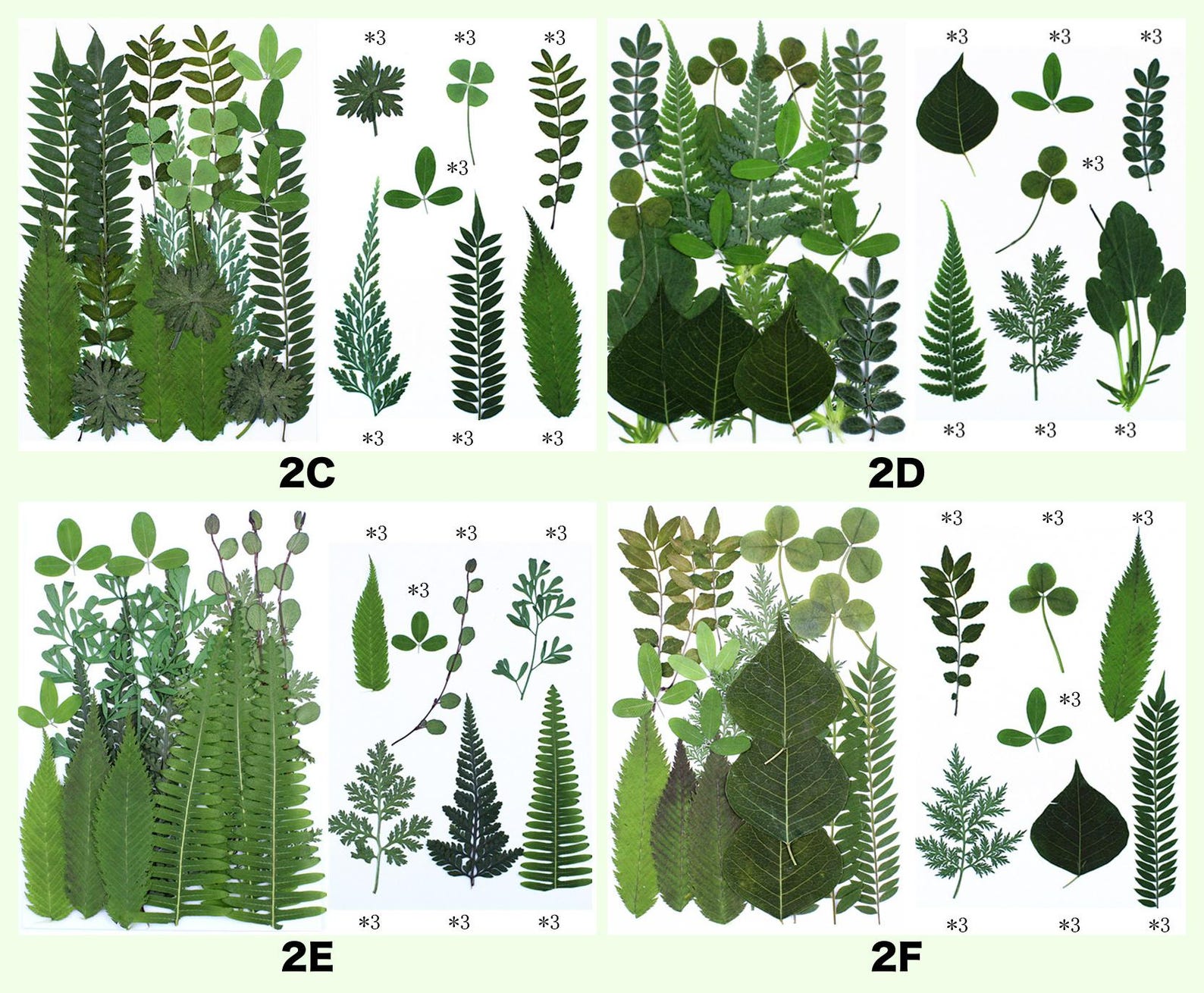 Assorted Green Pressed Leaves Collection, Real Dried Leaf Botanical ...